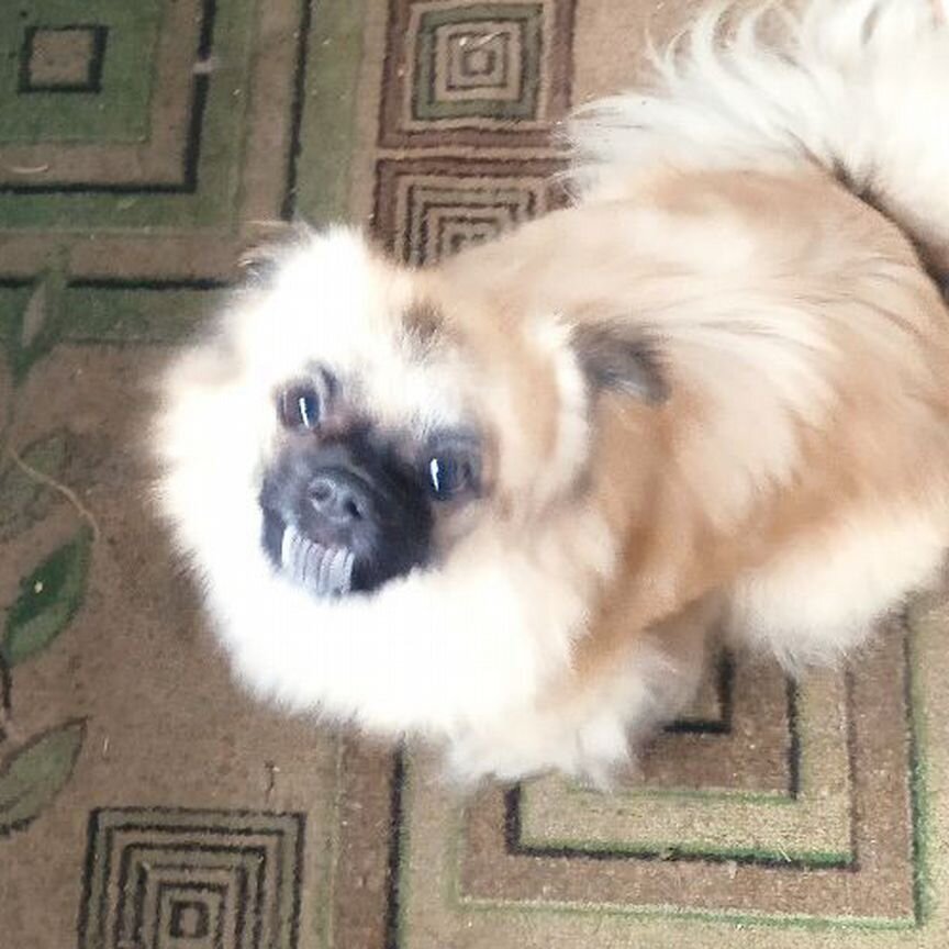 Продам девочку (Пекинес)