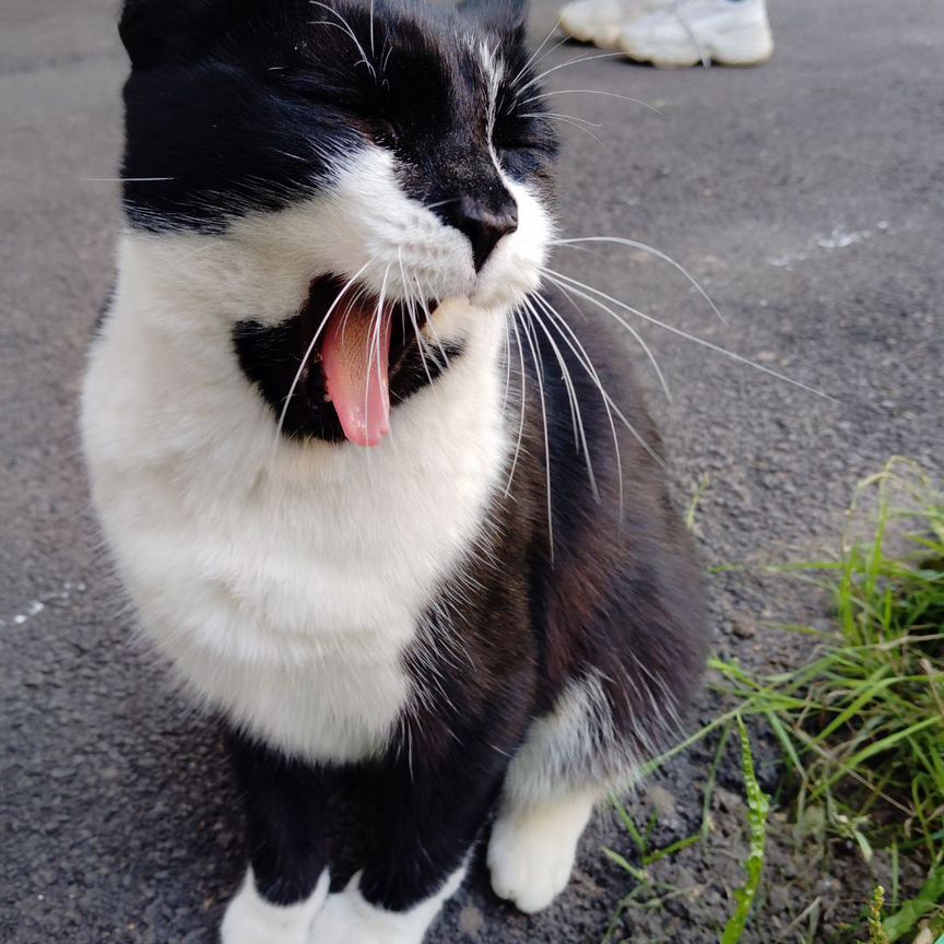 Кошка Кнопа