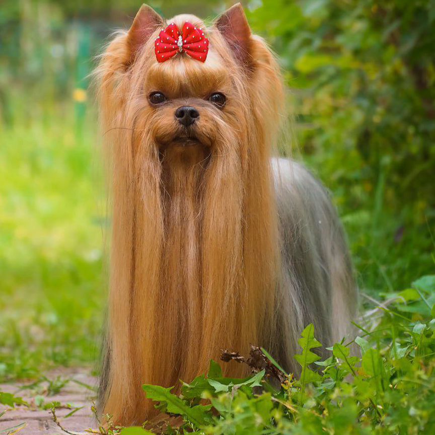 Йоркширский терьер, щенок