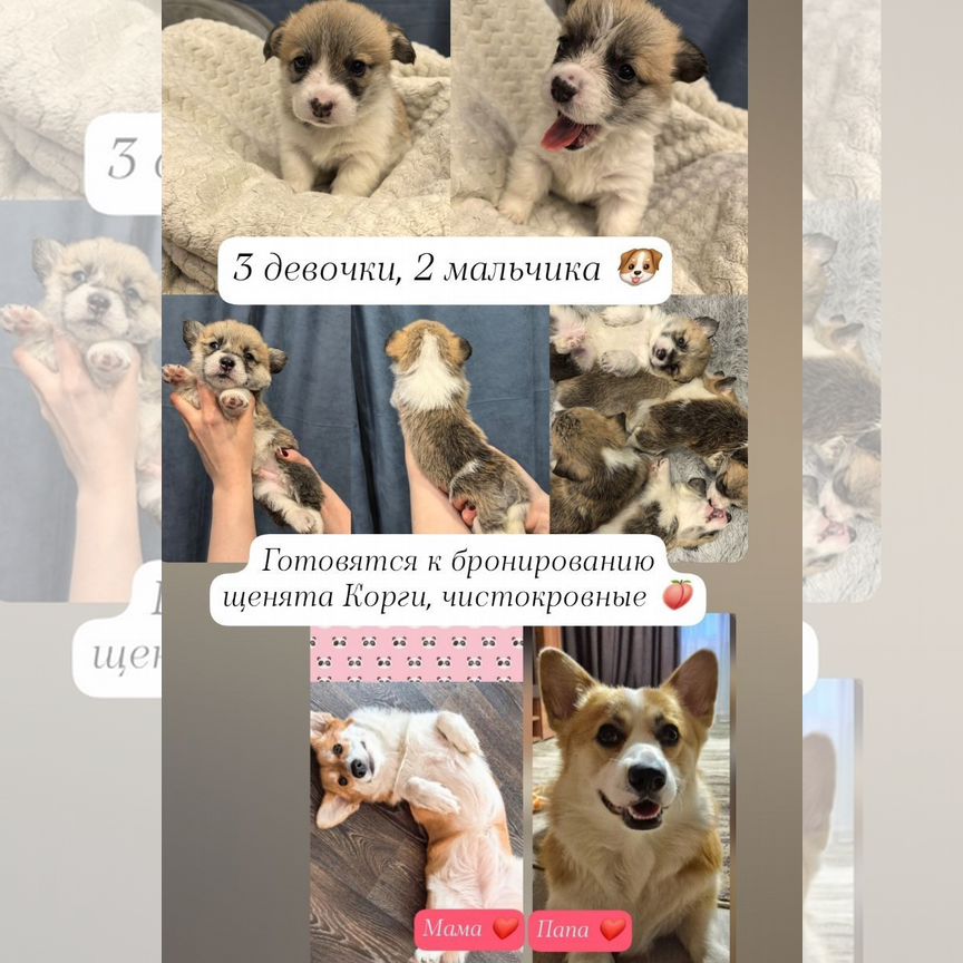 Вельш Корги Пемброк, щенок