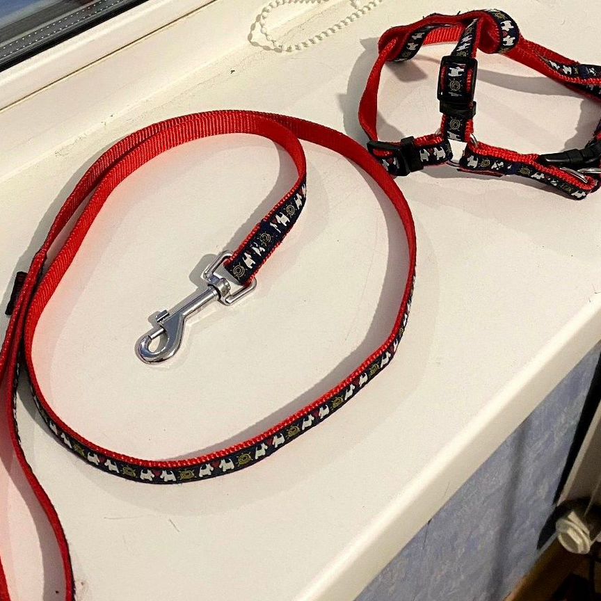 Упряжка для собак