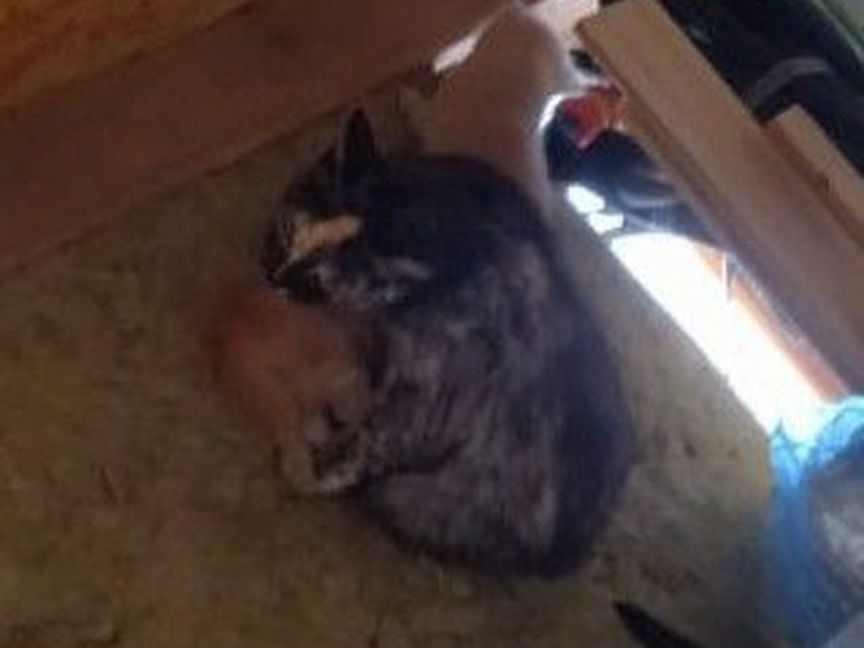 Котята в добрые руки бесплатно