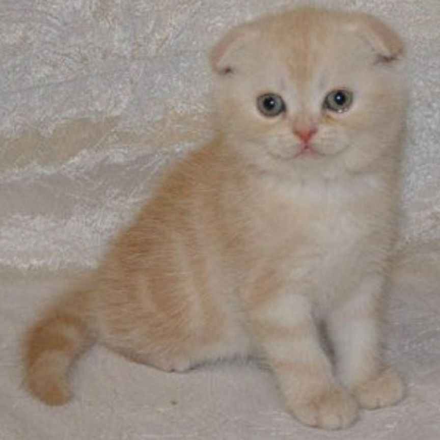 Пятно на золоте