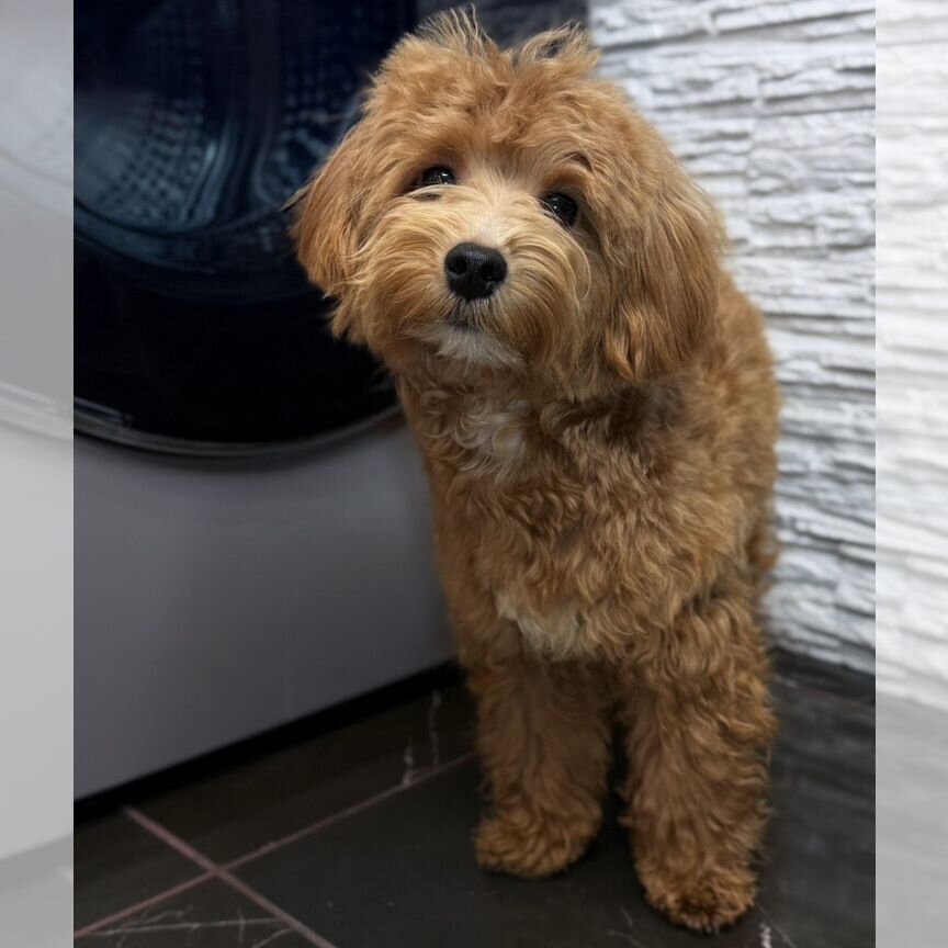 Мальтипу, щенок