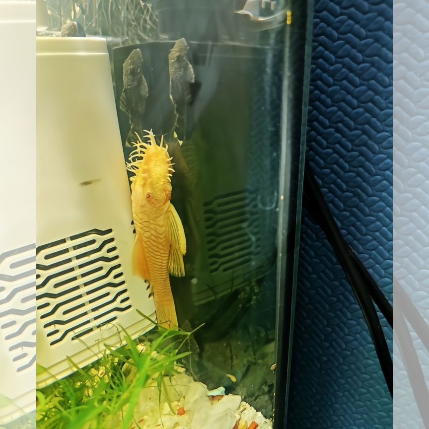 Анциструс альбинос