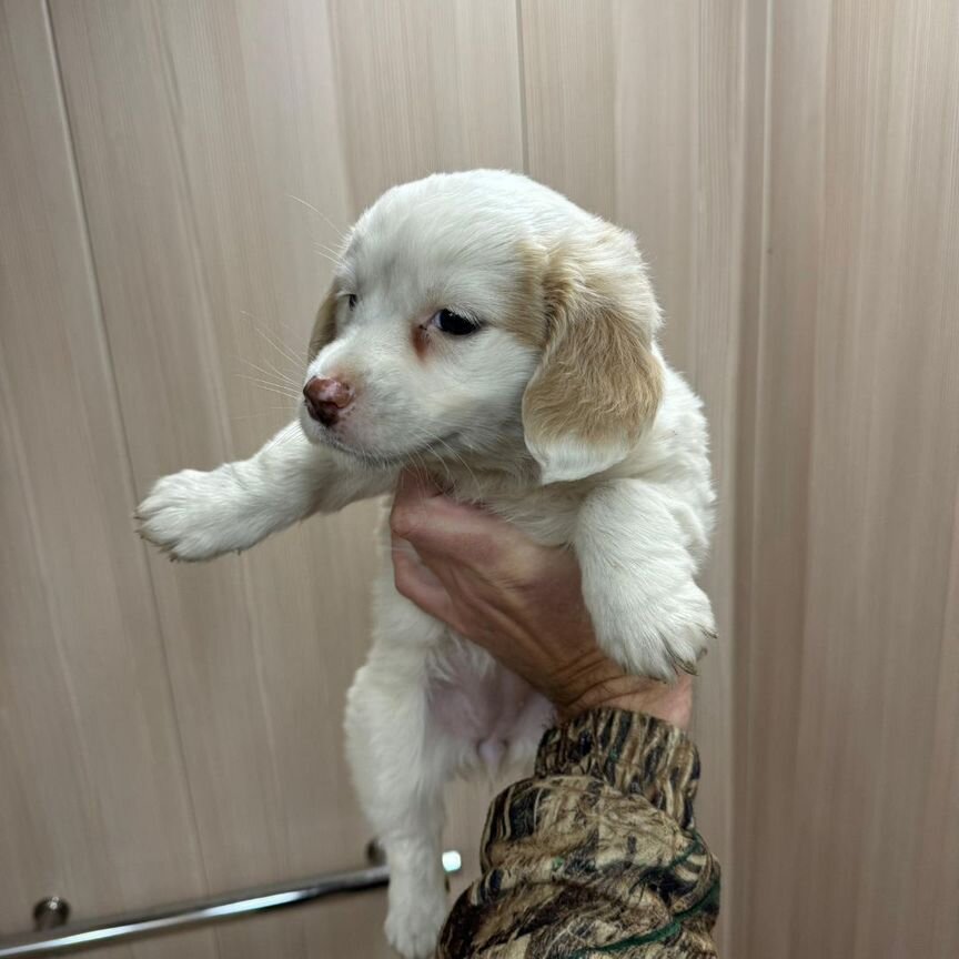 Щенок от бигля