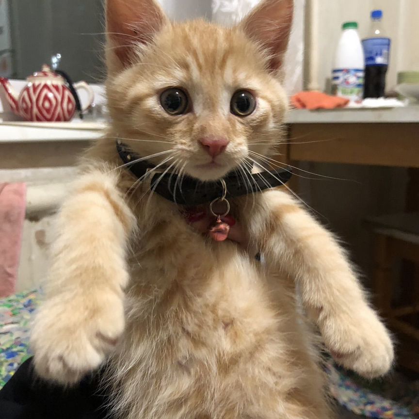 Котик в добрые руки мальчик