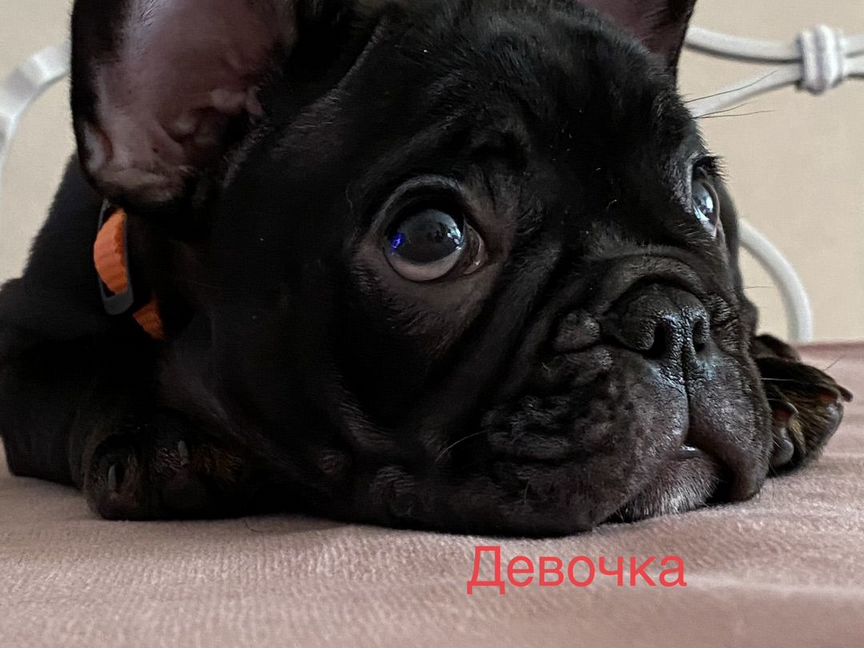 Французский бульдог