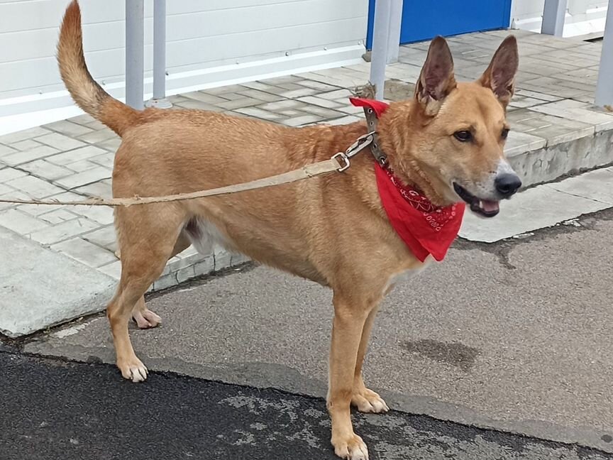 Элвис страдает молча