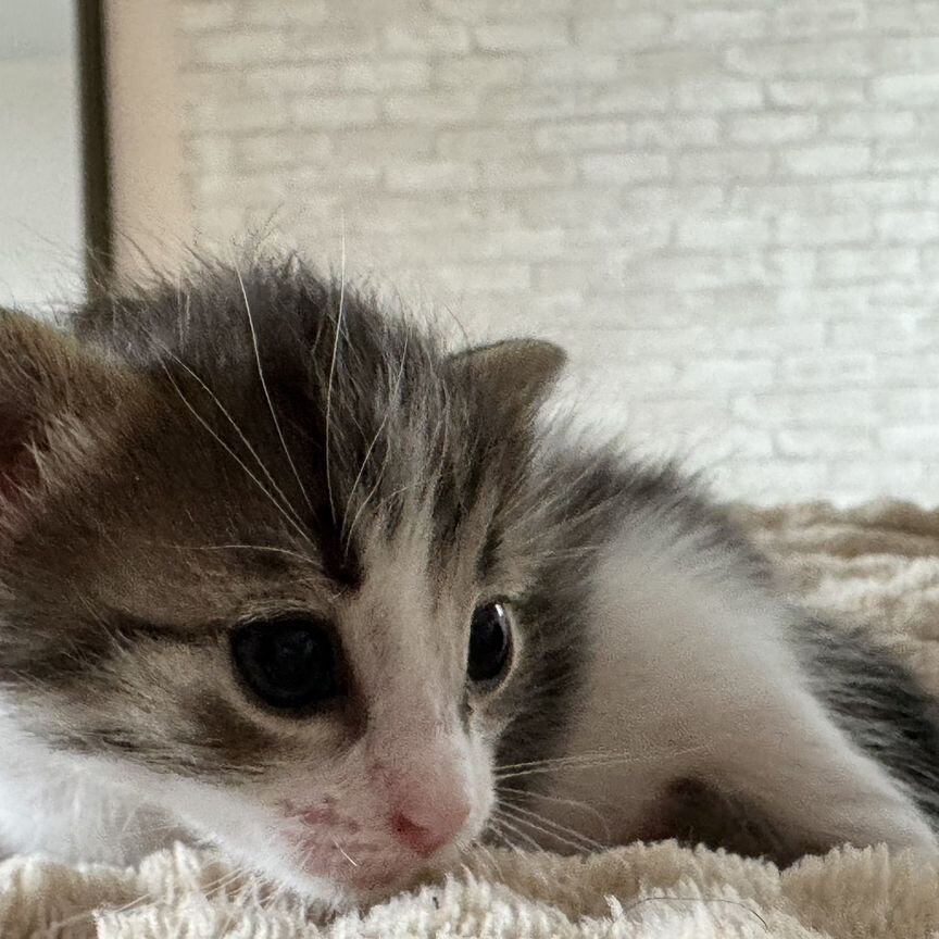 Котенок
