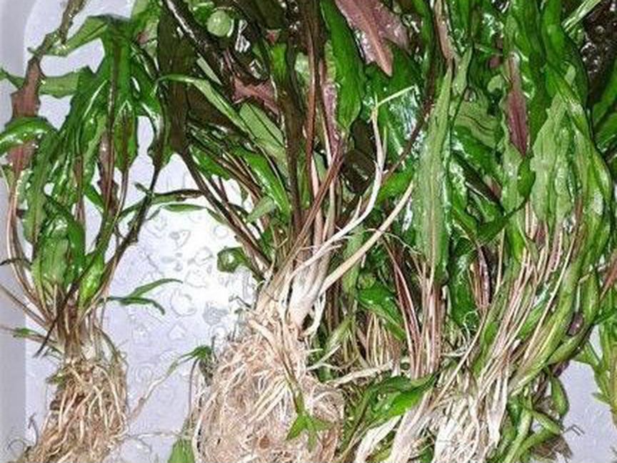 Криптокарина, Валиснерия спиральная