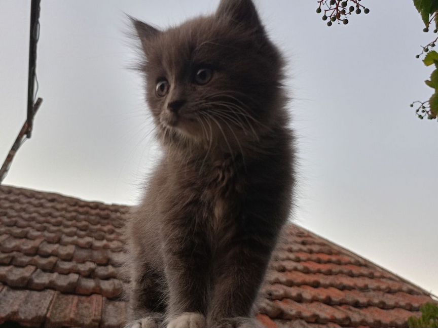 Котенок серенький