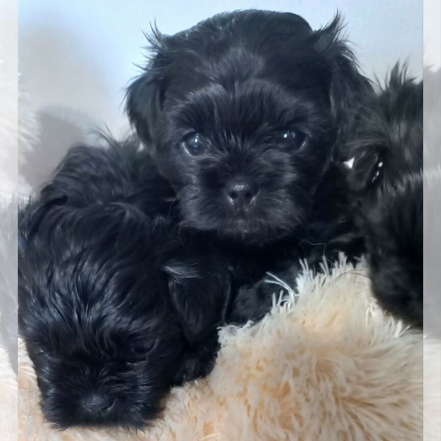 Мальтипу, щенок