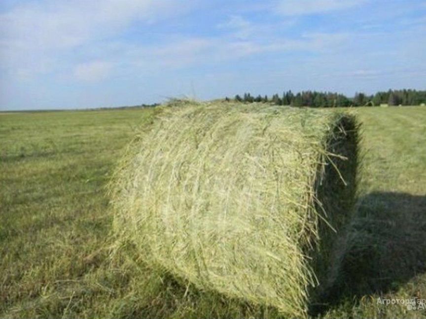 Сено люцерны в рулонах 2023г