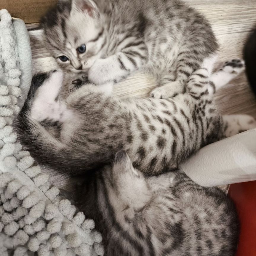Британские вислоухие котята
