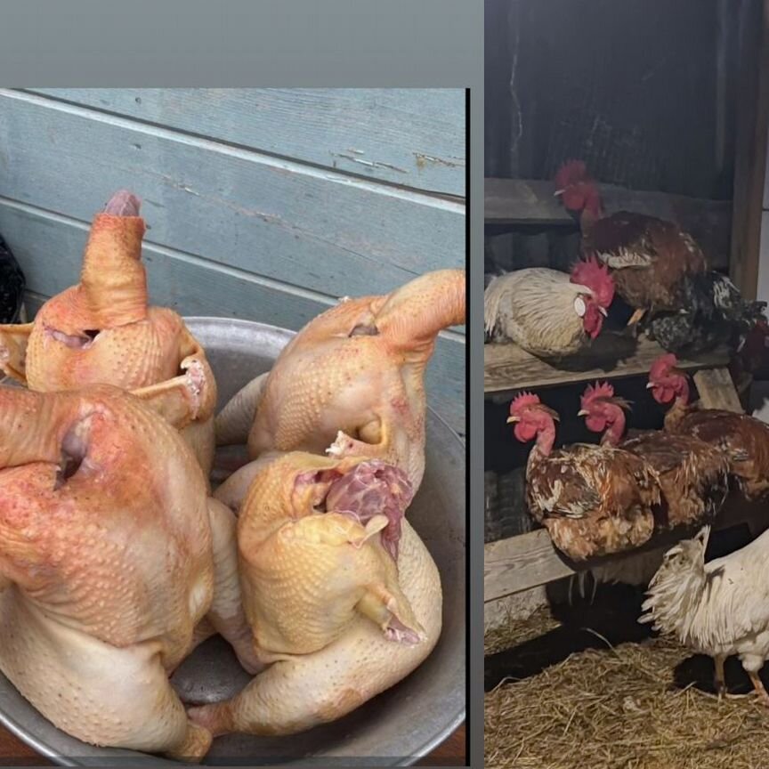 Куры домашние