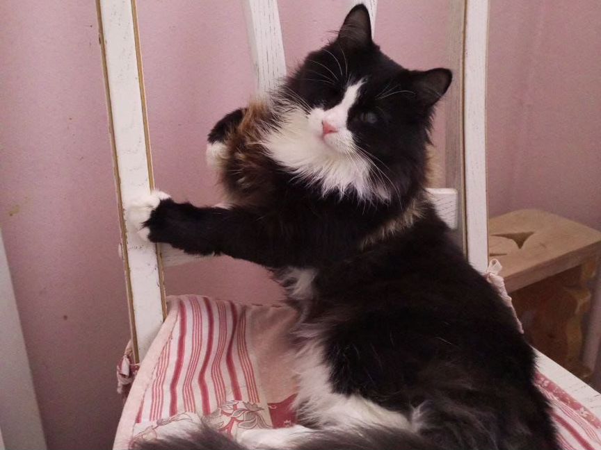 Котята в добрые ручки