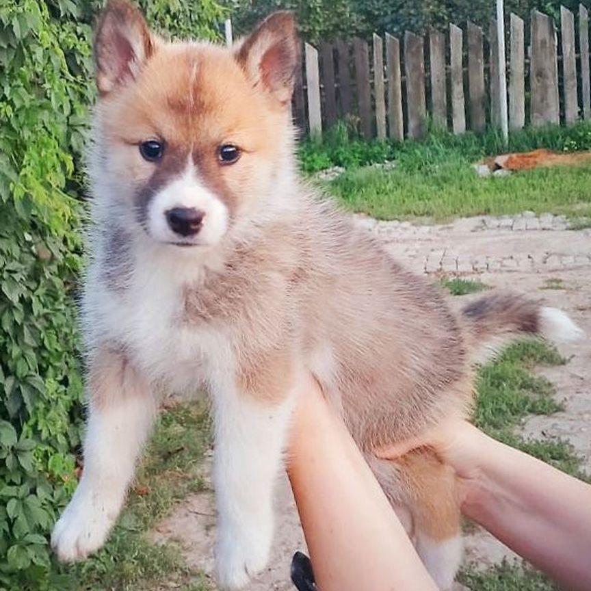 Щенки лайка бесплатно