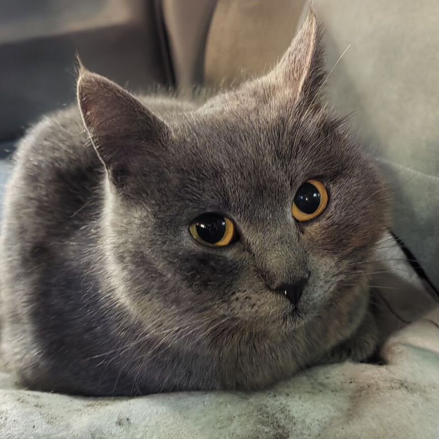 Британский короткошёрстный котёнок