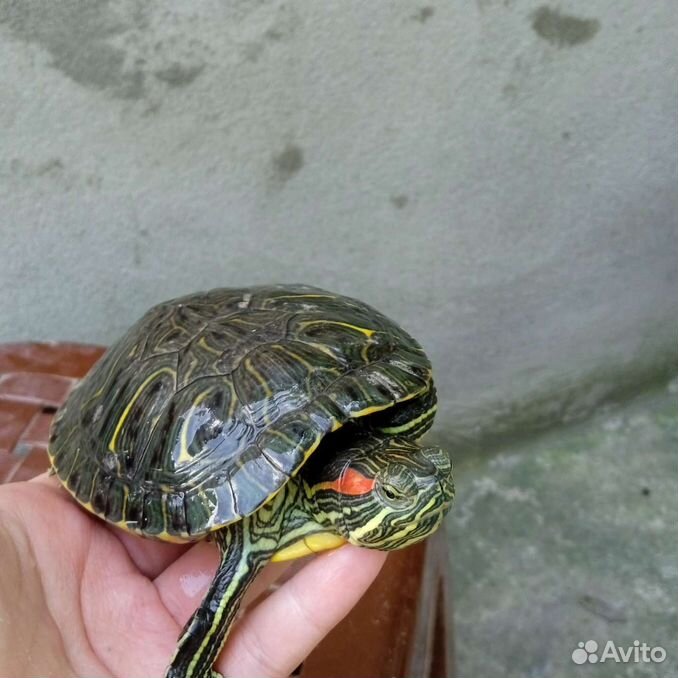 Красноухие черепахи, Тики и Пики девочки