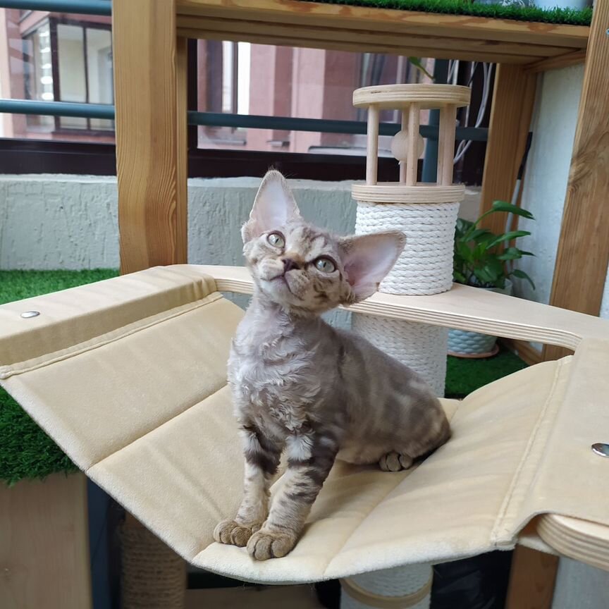 Котята девон-рекс