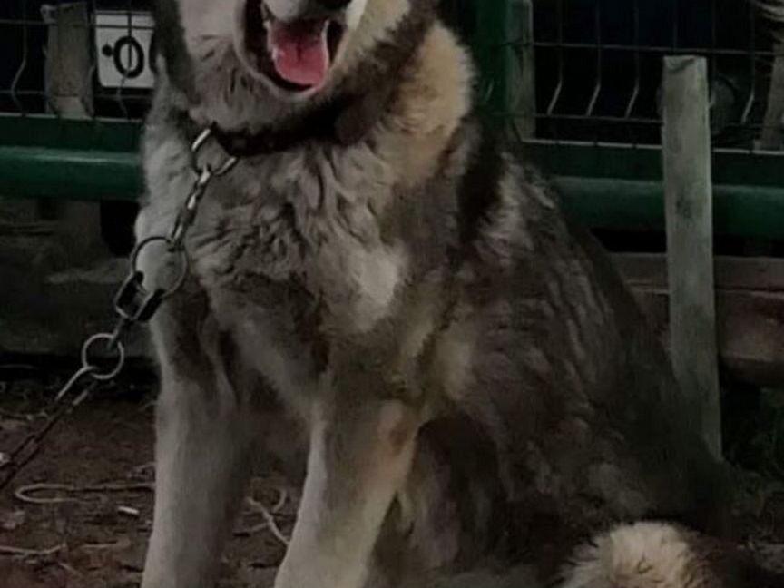 Аляскинский маламут