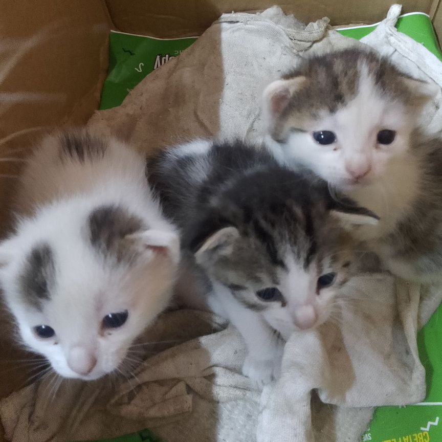 Котята в добрые руки