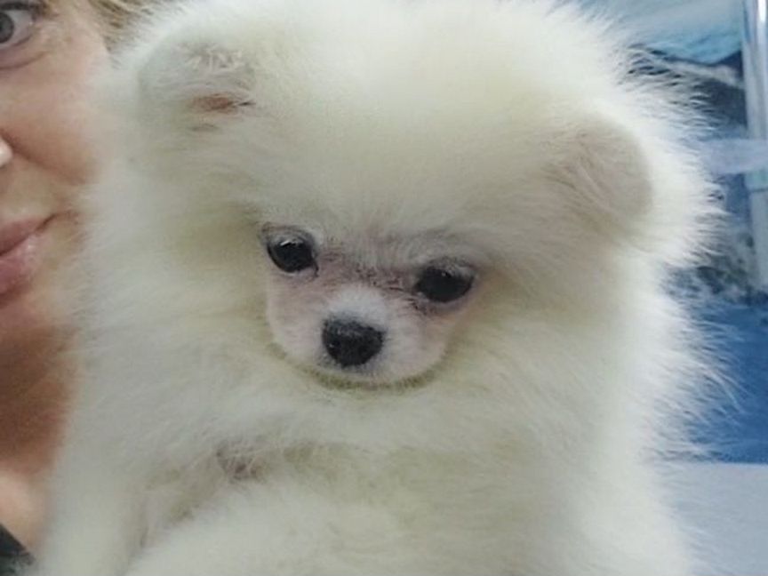 Померанский шпиц РКФ белая девочка