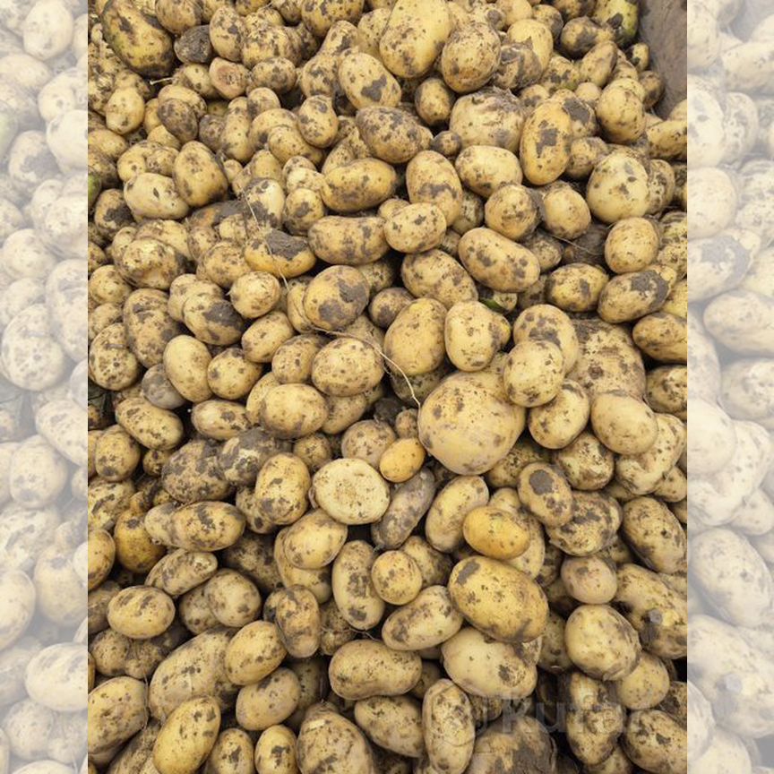 Мелкий картофель на корм животным