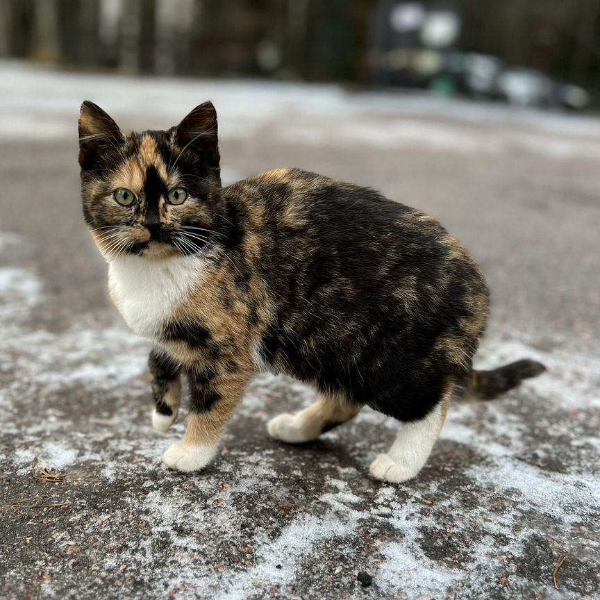 Котята в добрые руки бесплатно