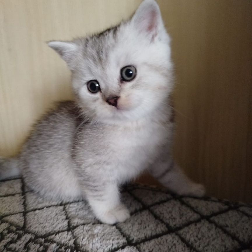 Шотландская