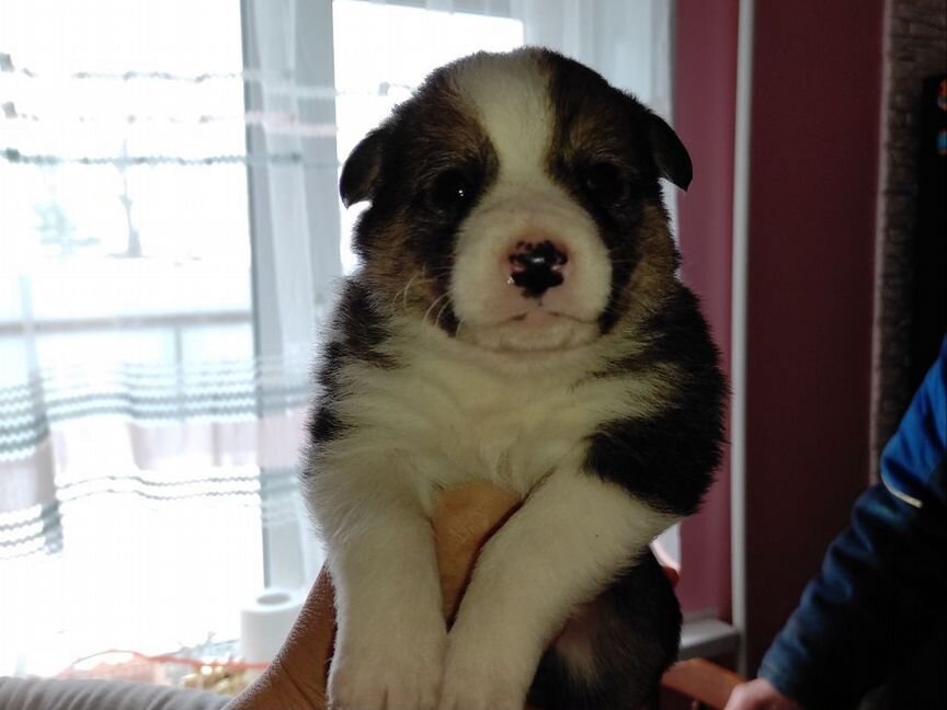 Щенки в добрые руки