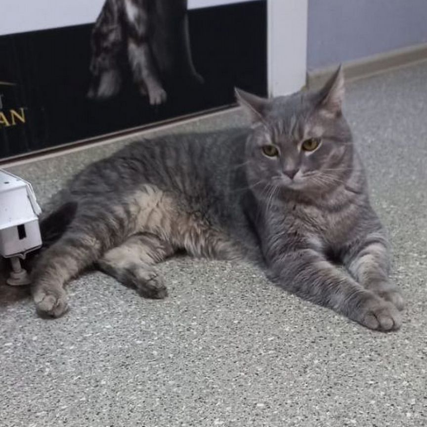 Котика бросили в клинике