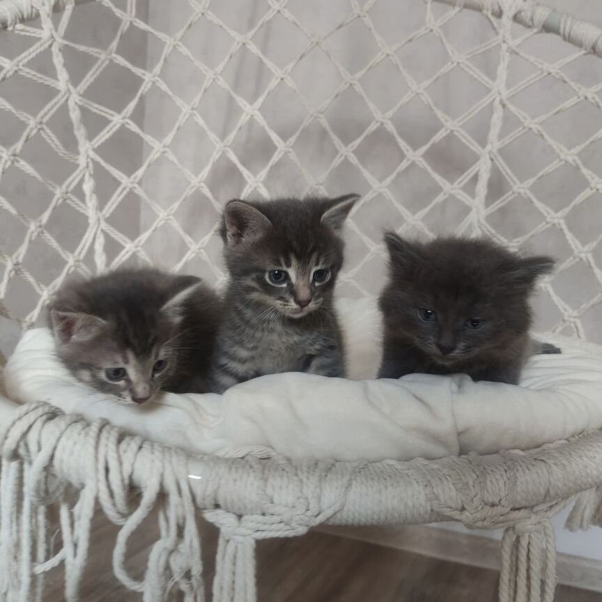 Котята в добрые руки бесплатно маленькие