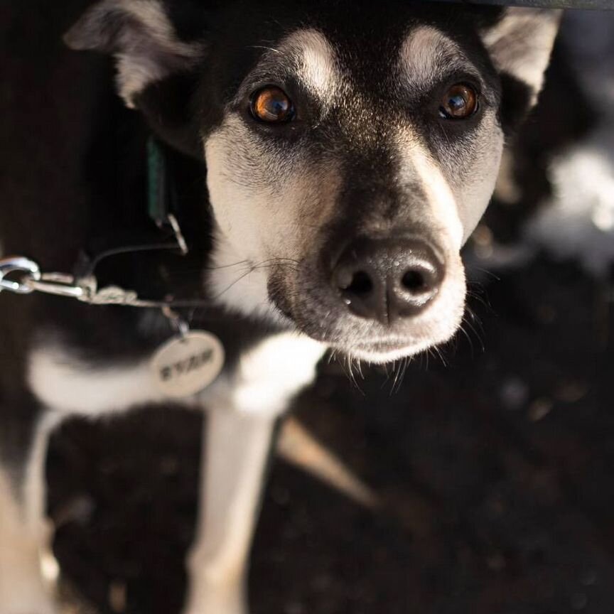 Необыкновенный щенок Вуди