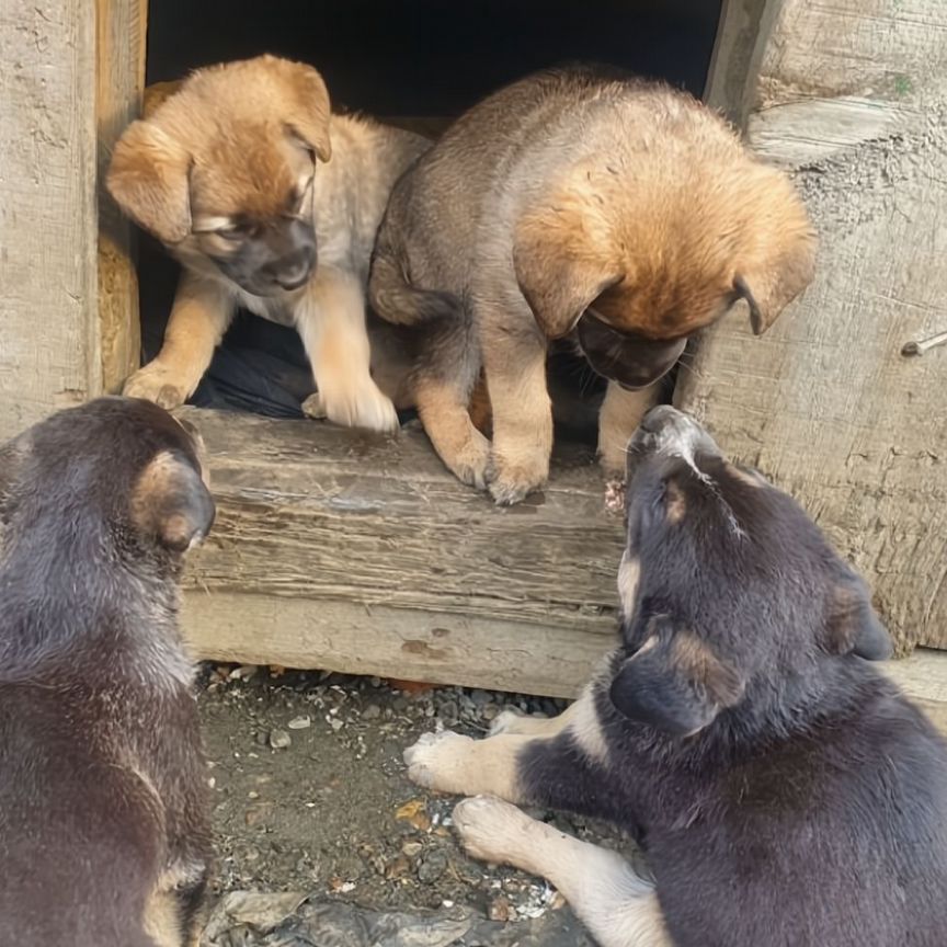 Щенок в добрые руки