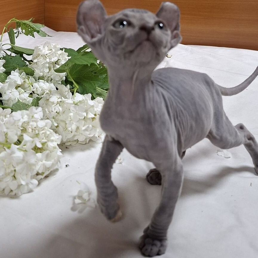 Канадский сфинкс котёнок
