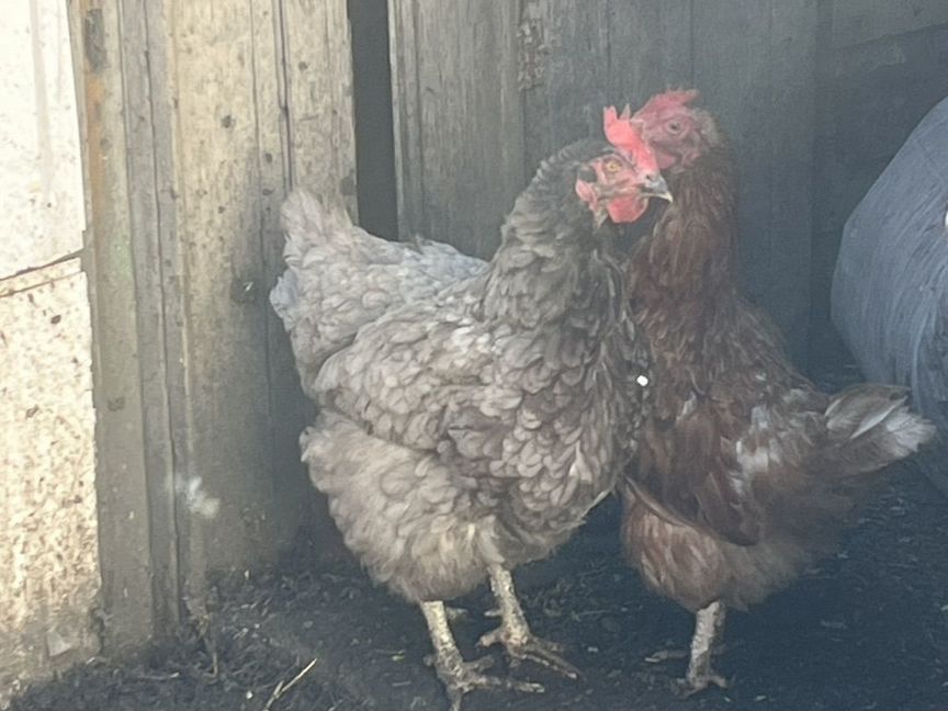 Курицы несушки