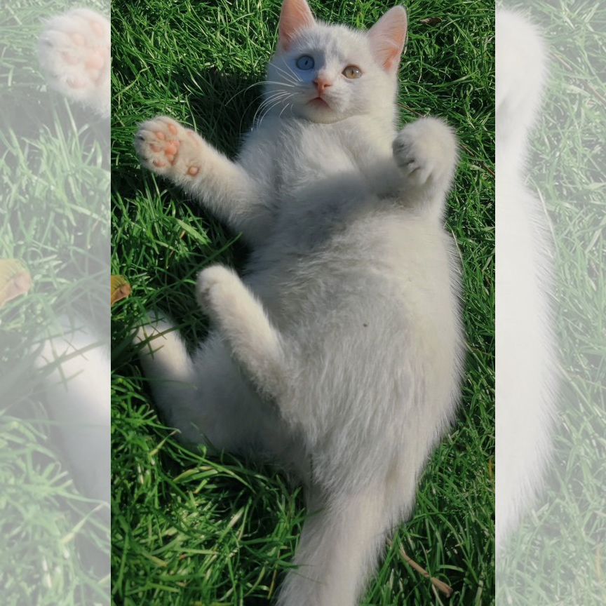 Котята као мани