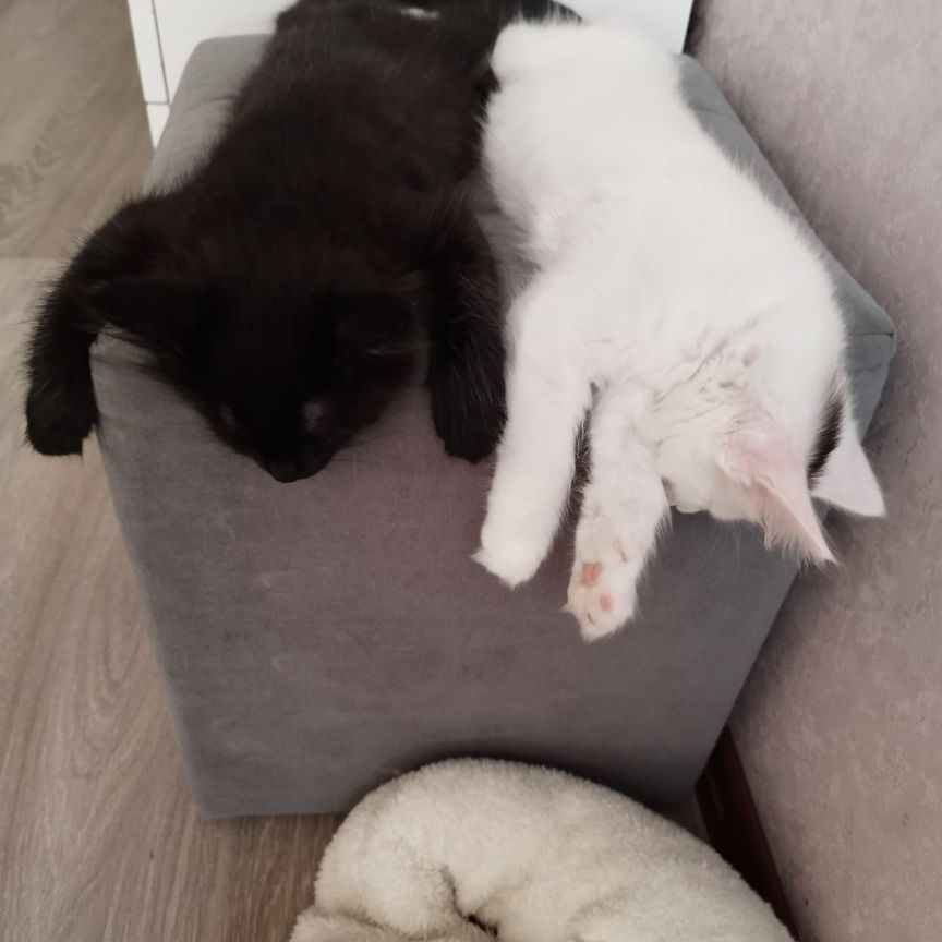 Мейн-кун котёнок