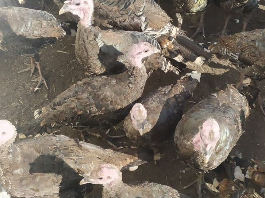 Птица Индюки бронза широкогрудные