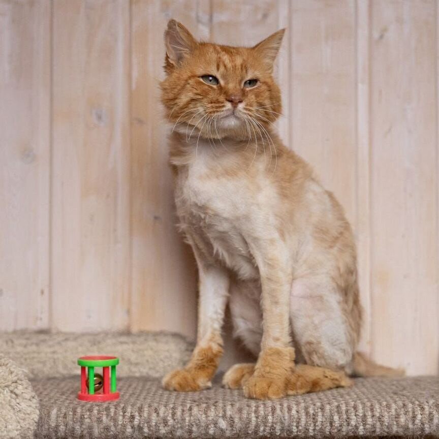 Кот Балу нуждается в доме