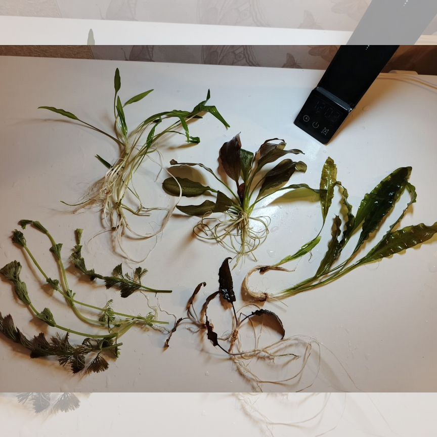 Аквариумные растения