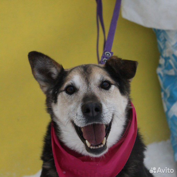 Взгляните в глаза милому песику Сэму