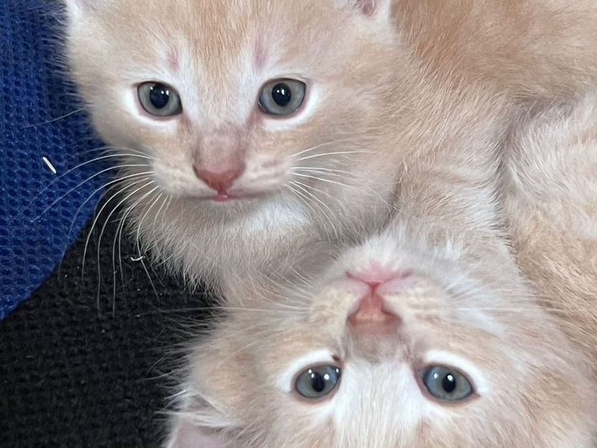 Котята в добрые руки даром