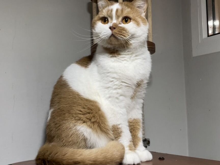 Котик британский