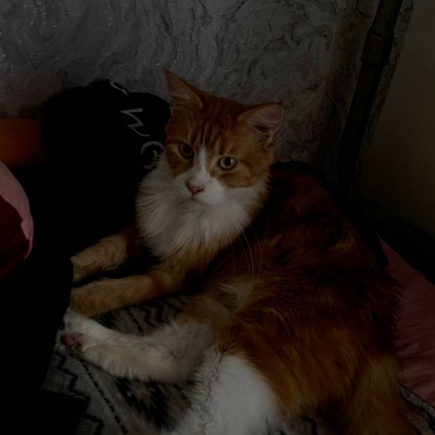 Отдам кошку породы мейкун в добрые руки