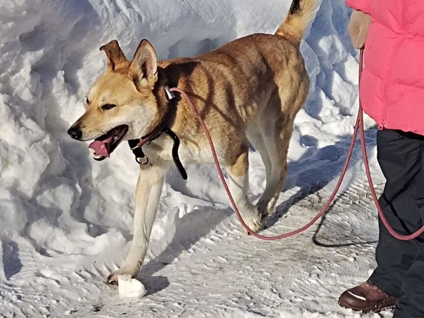 Собака в добрые руки