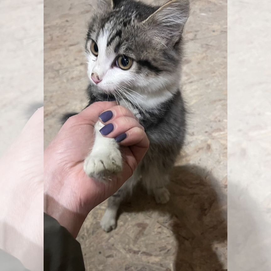 Котёнок в добрые руки