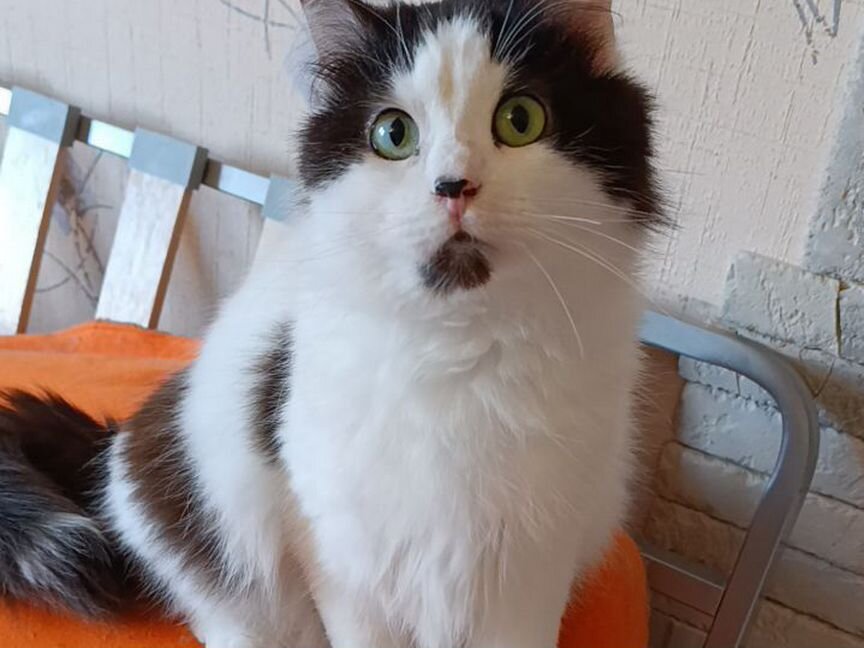 Кот ласкуша в добрые руки